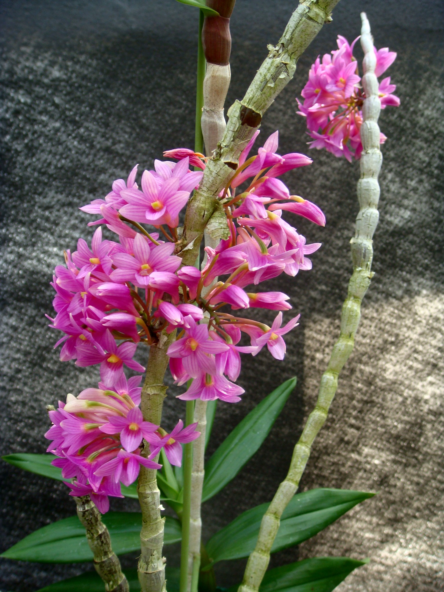 Dendrobium goldschmidtianum Kränzlin Dendrobium goldschmidtianum Kränzlin